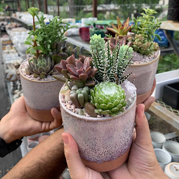 Transforming Spaces with Custom Plant Arrangements: An Indian Urbanite ...